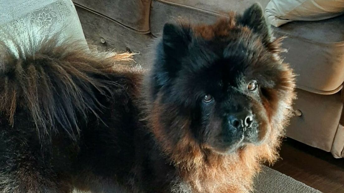UPDATE: Eigenaren vermiste chowchow Paco verdubbelen beloning tot 5000 ...